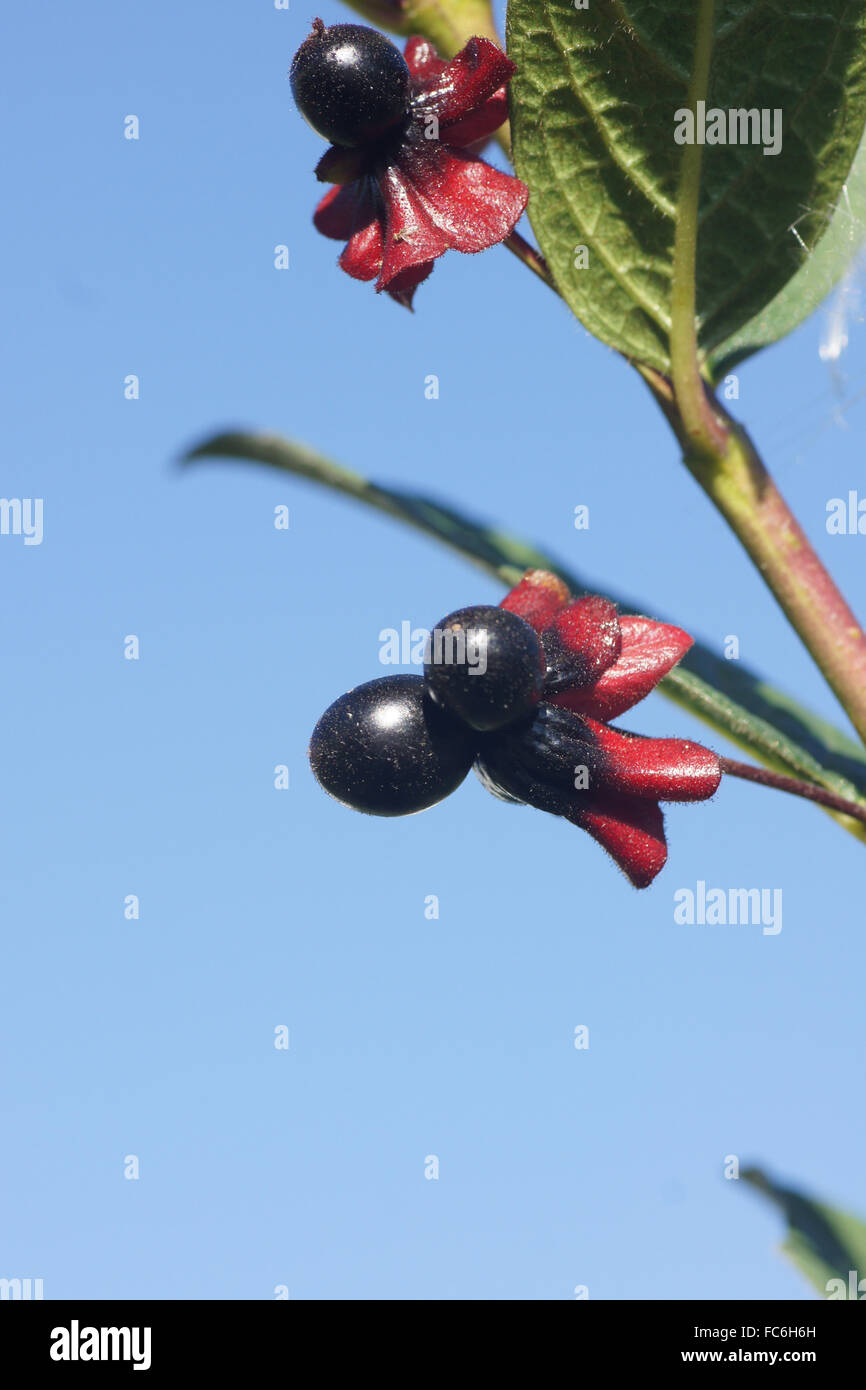 Twinberry hi-res stock photography and images - Alamy