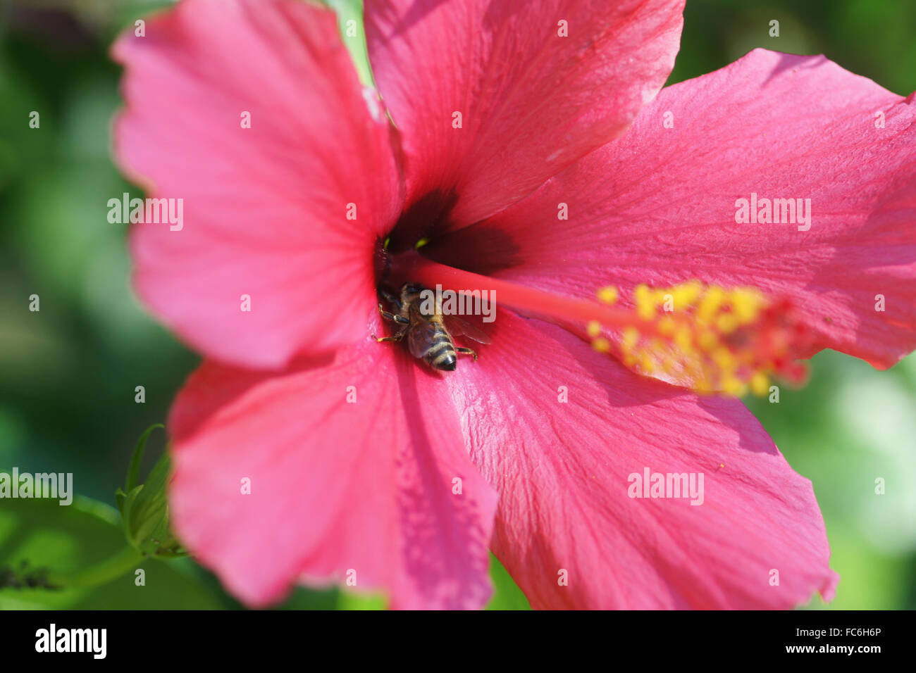 Chinese Hibiscus Stock Photos & Chinese Hibiscus Stock Images - Alamy