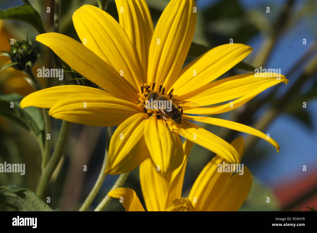 Sunroot flowers hi-res stock photography and images - Alamy