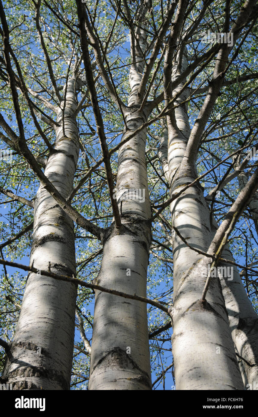 Aspen flowers hi-res stock photography and images - Alamy
