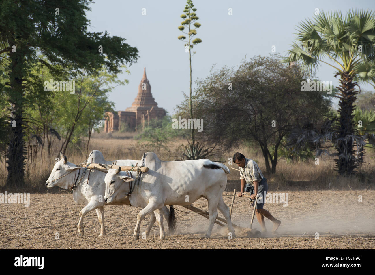 ASIA MYANMAR BAGAN TEMPLE PAGODA AGRACULTURE Stock Photo - Alamy