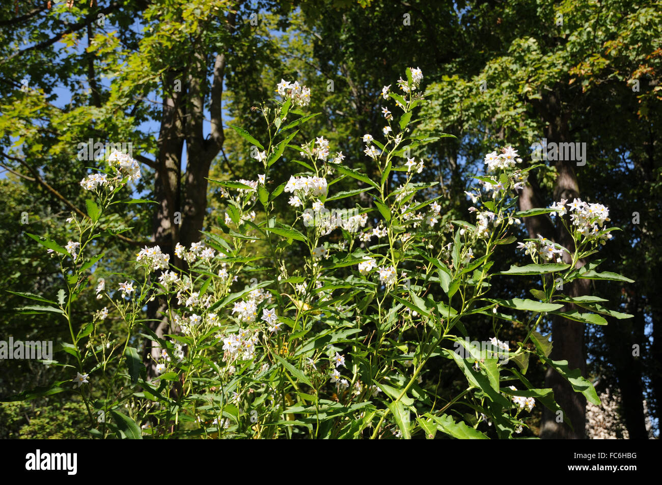 Solanum rantonetti hi-res stock photography and images - Alamy