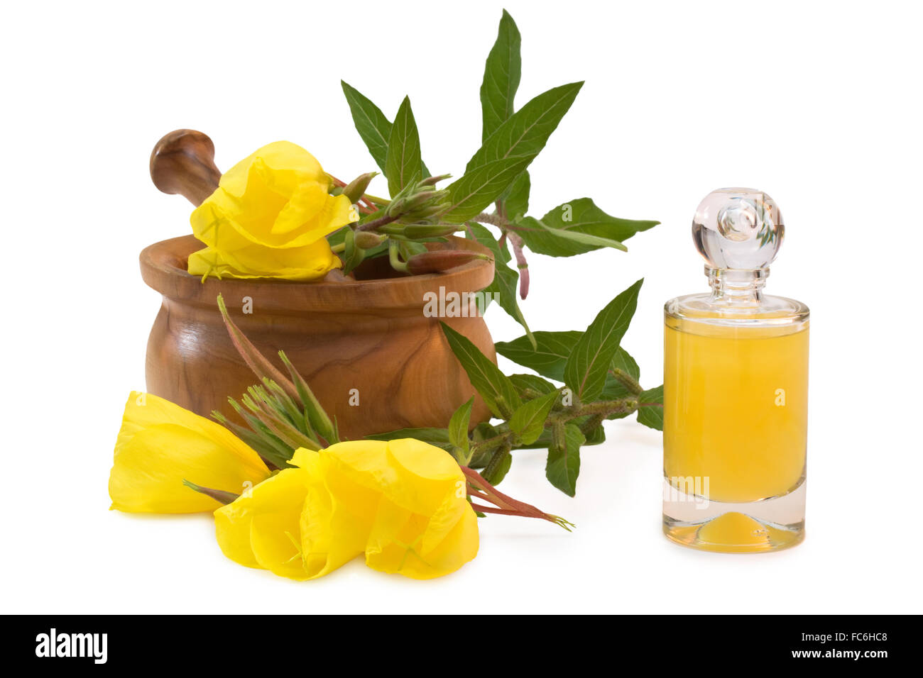 Evening primrose bath Stock Photo - Alamy