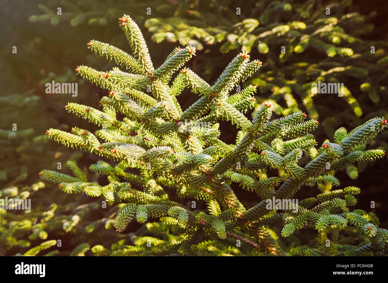 Coniferous tree hi-res stock photography and images - Alamy