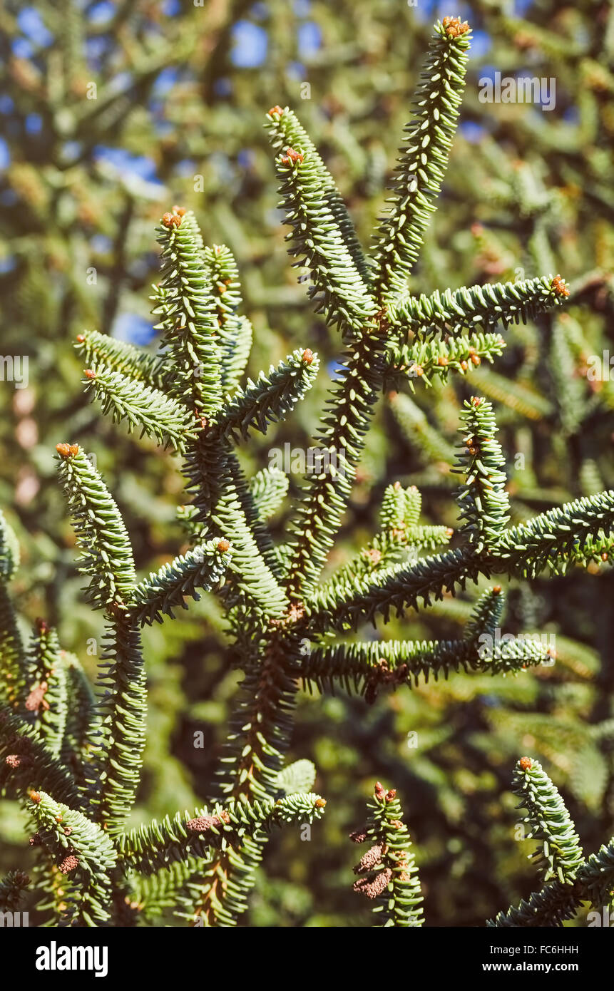 Coniferous tree hi-res stock photography and images - Alamy