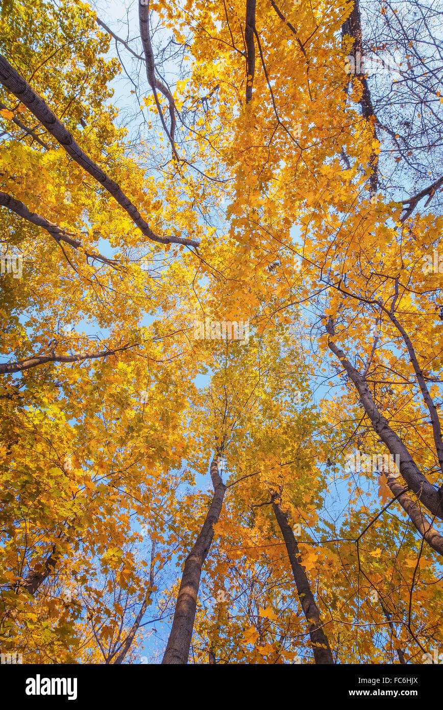 crown of trees Stock Photo - Alamy