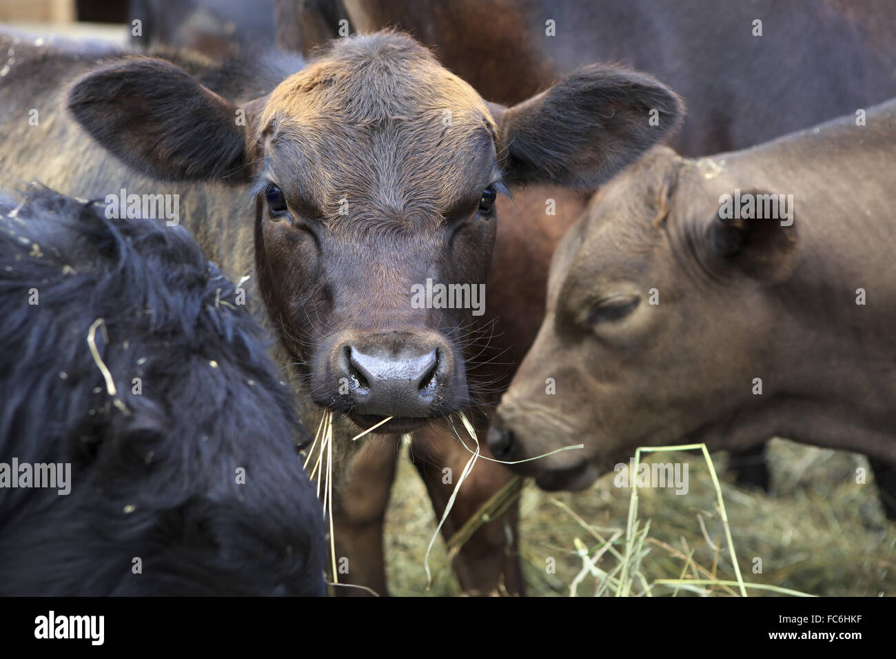 Aberdeen angus breed cattle hi-res stock photography and images - Alamy