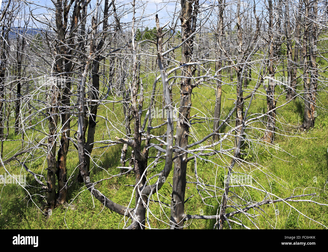 Dead trees on top hi-res stock photography and images - Alamy