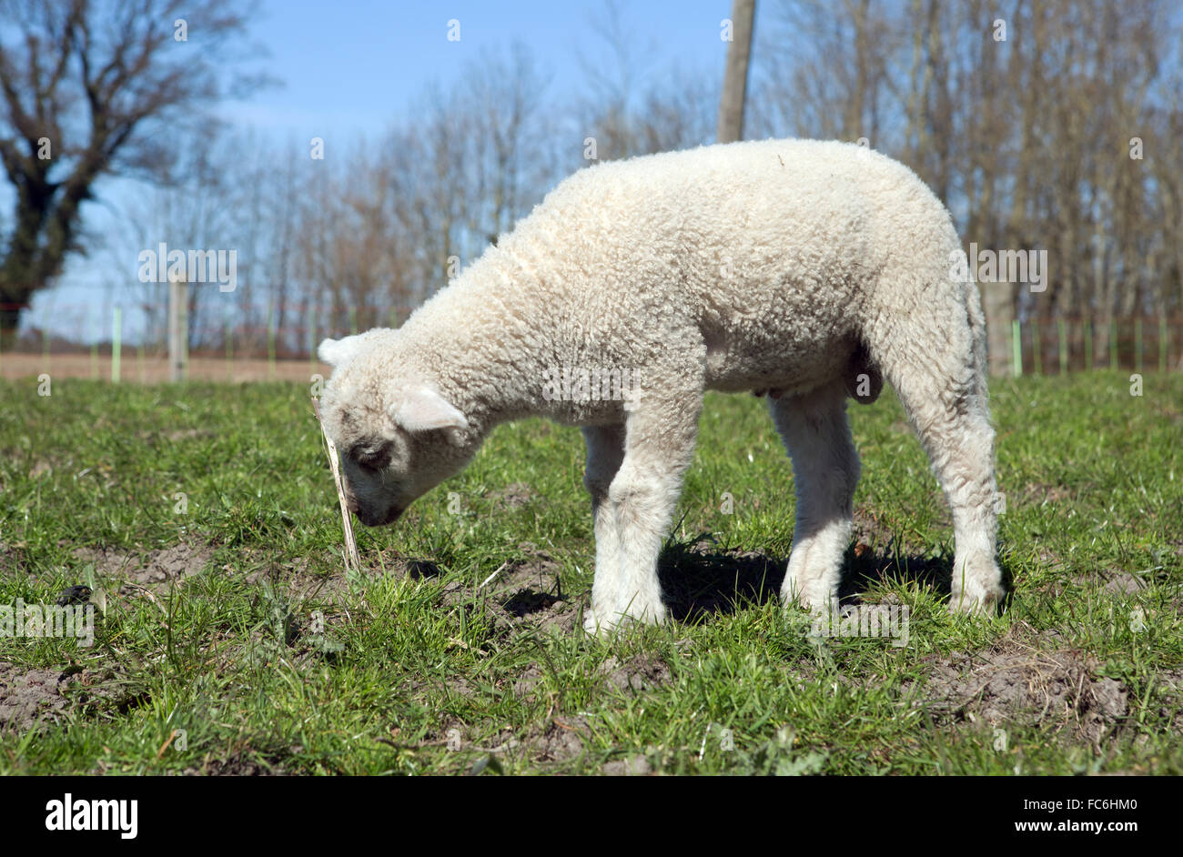 Lamb portrait hi-res stock photography and images - Alamy