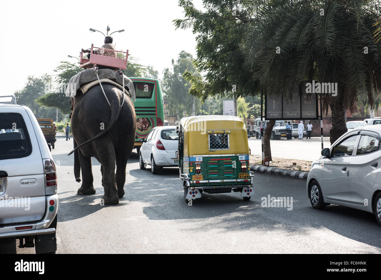 Maota tree hi-res stock photography and images - Alamy