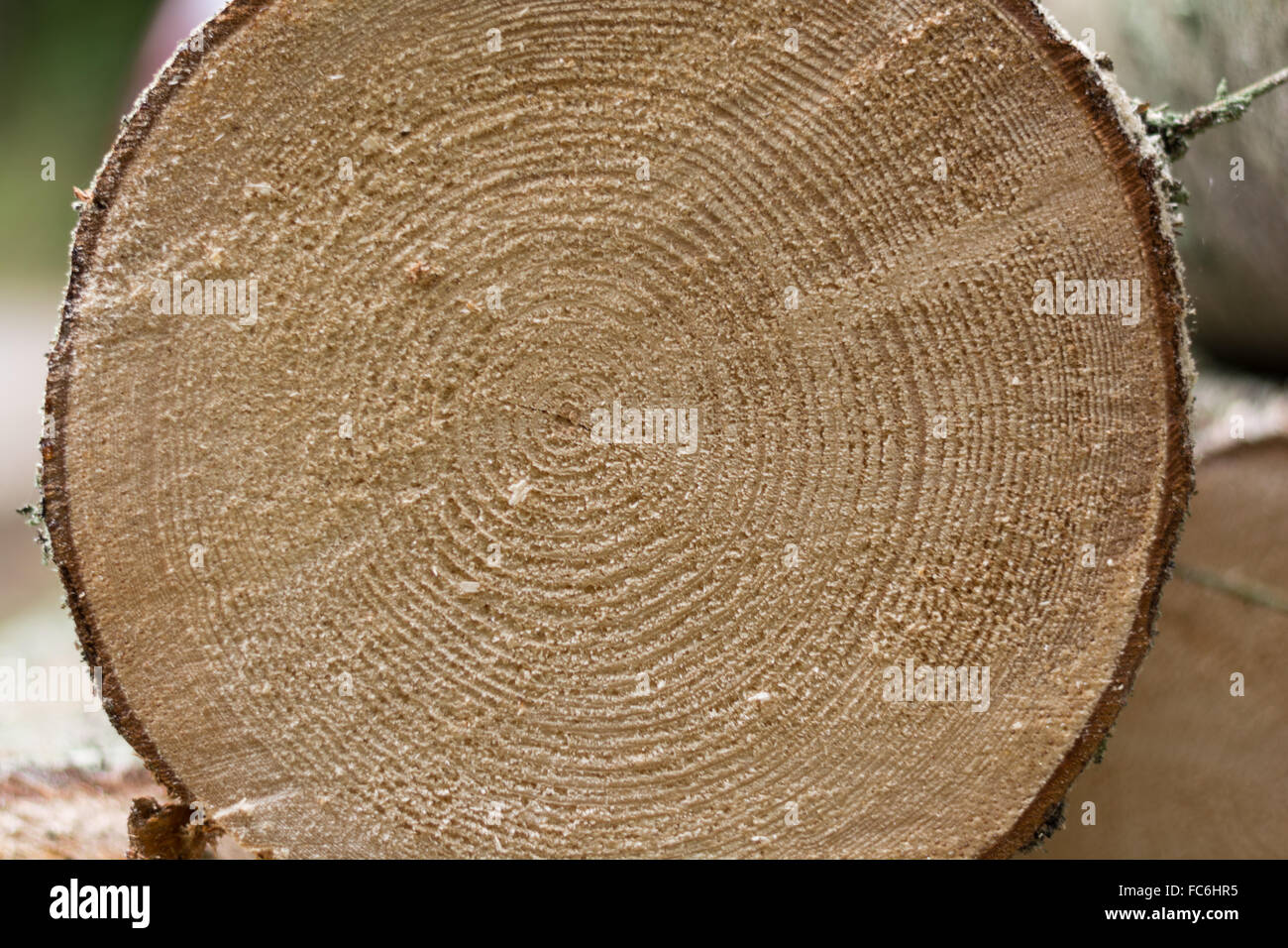 Spruce sectional area showing growth rings Stock Photo - Alamy