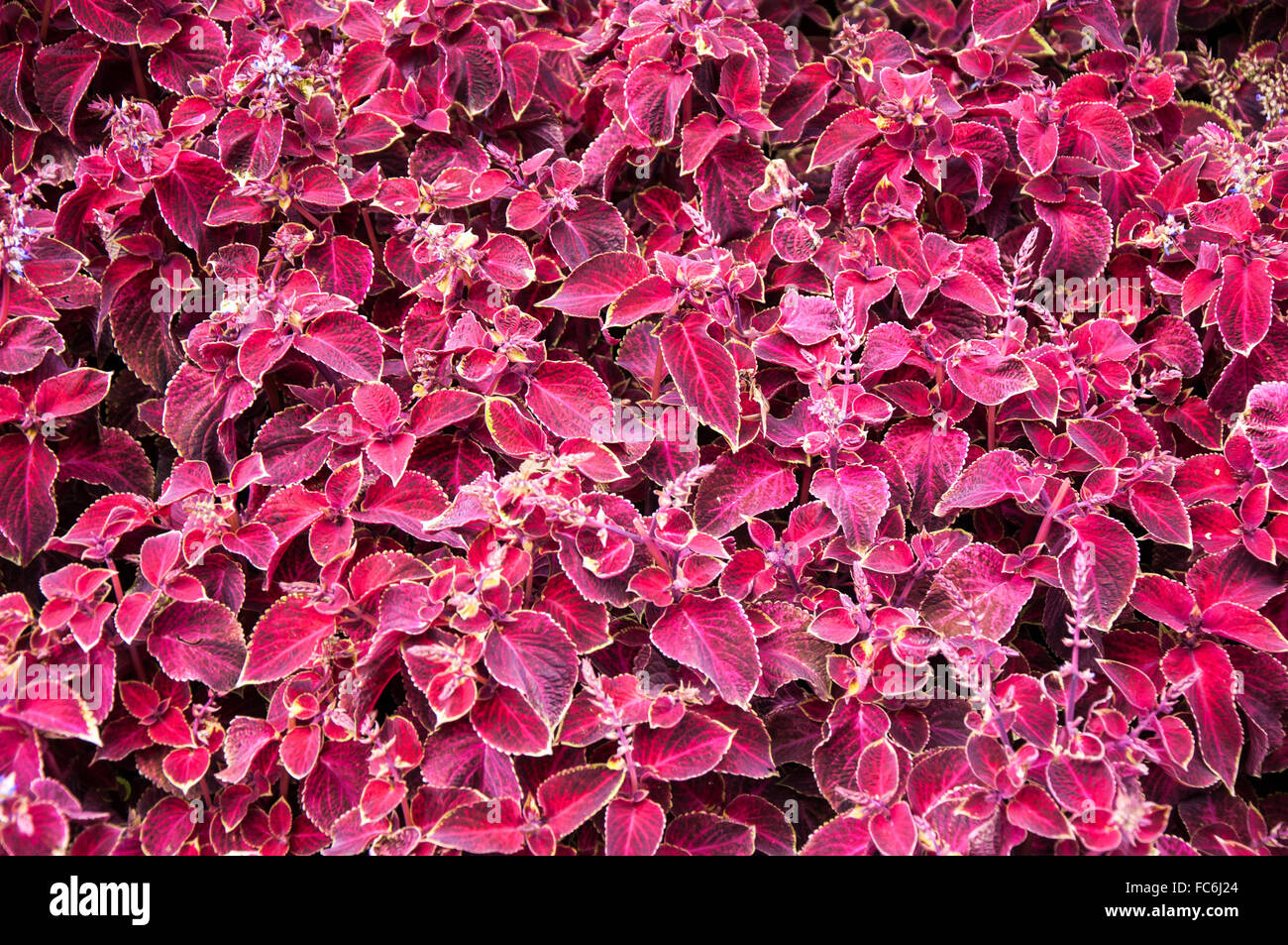 Coleus flower hi-res stock photography and images - Alamy