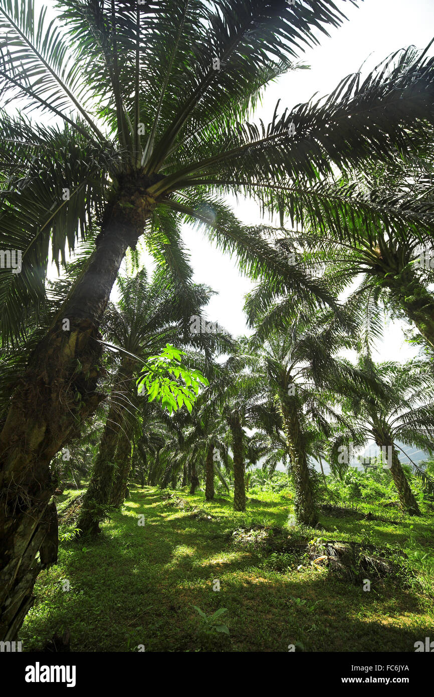 Oil palm tree Stock Photo - Alamy