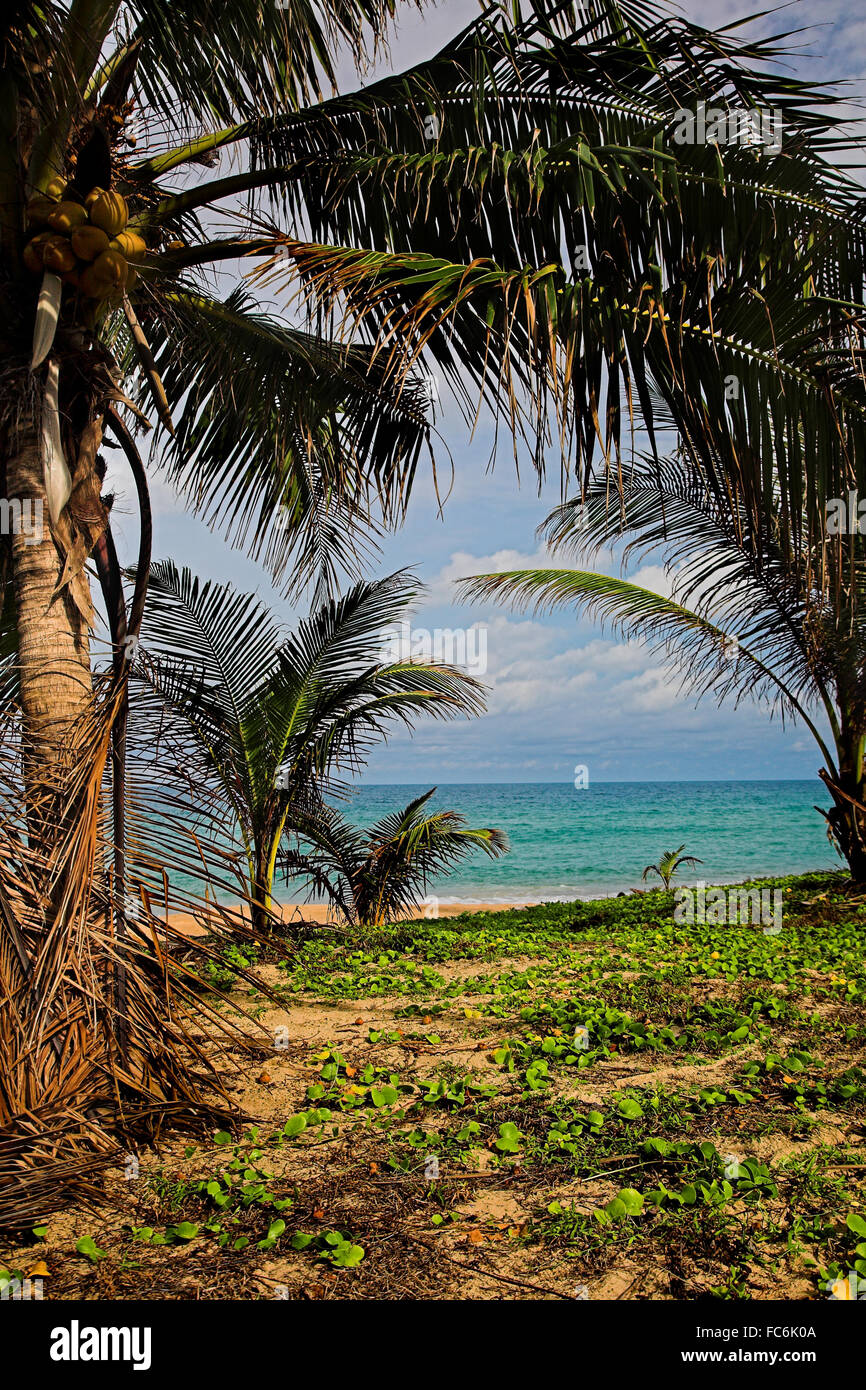 Palm tree on the sea beach Stock Photo - Alamy