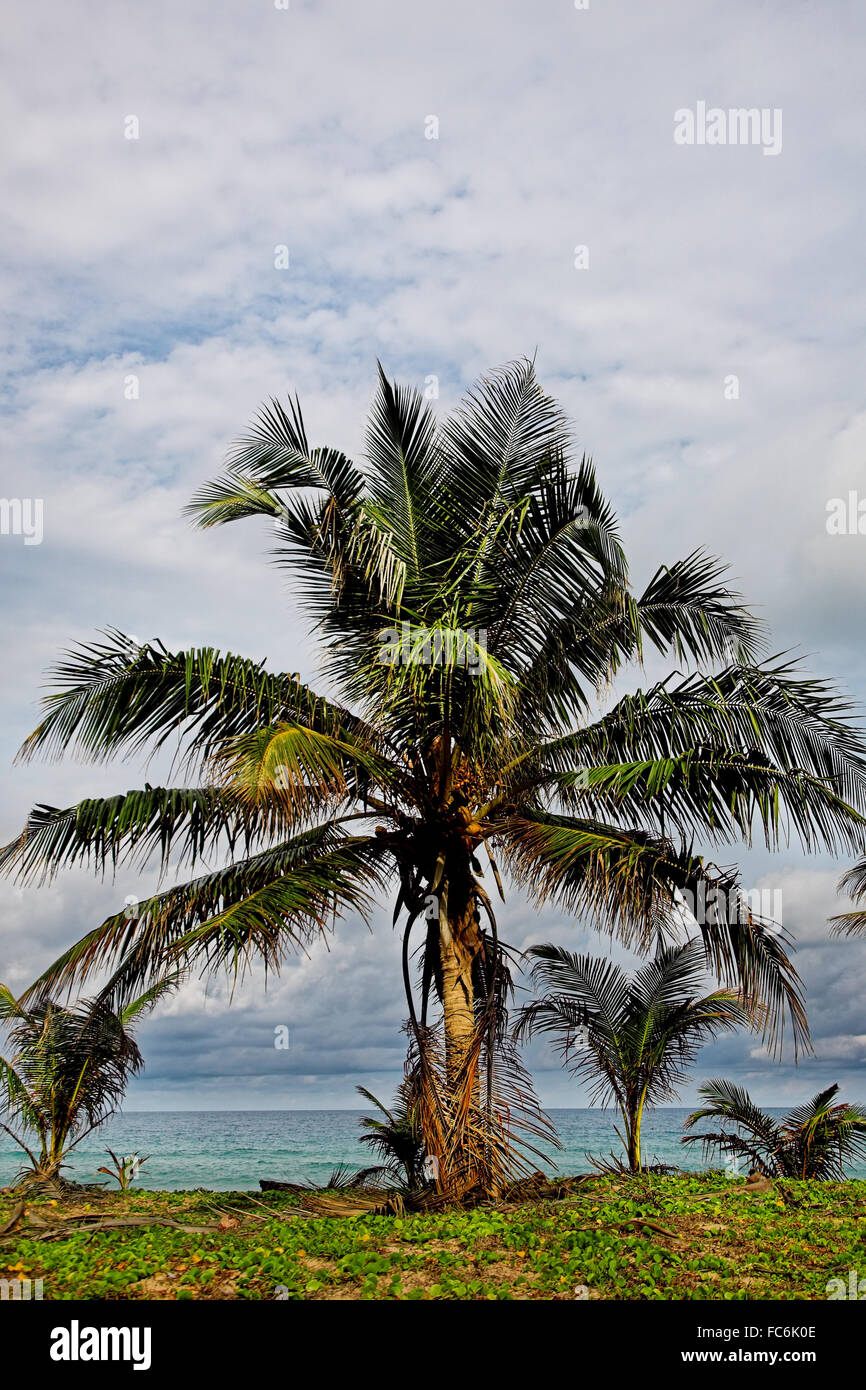 Palm tree on the sea beach Stock Photo - Alamy