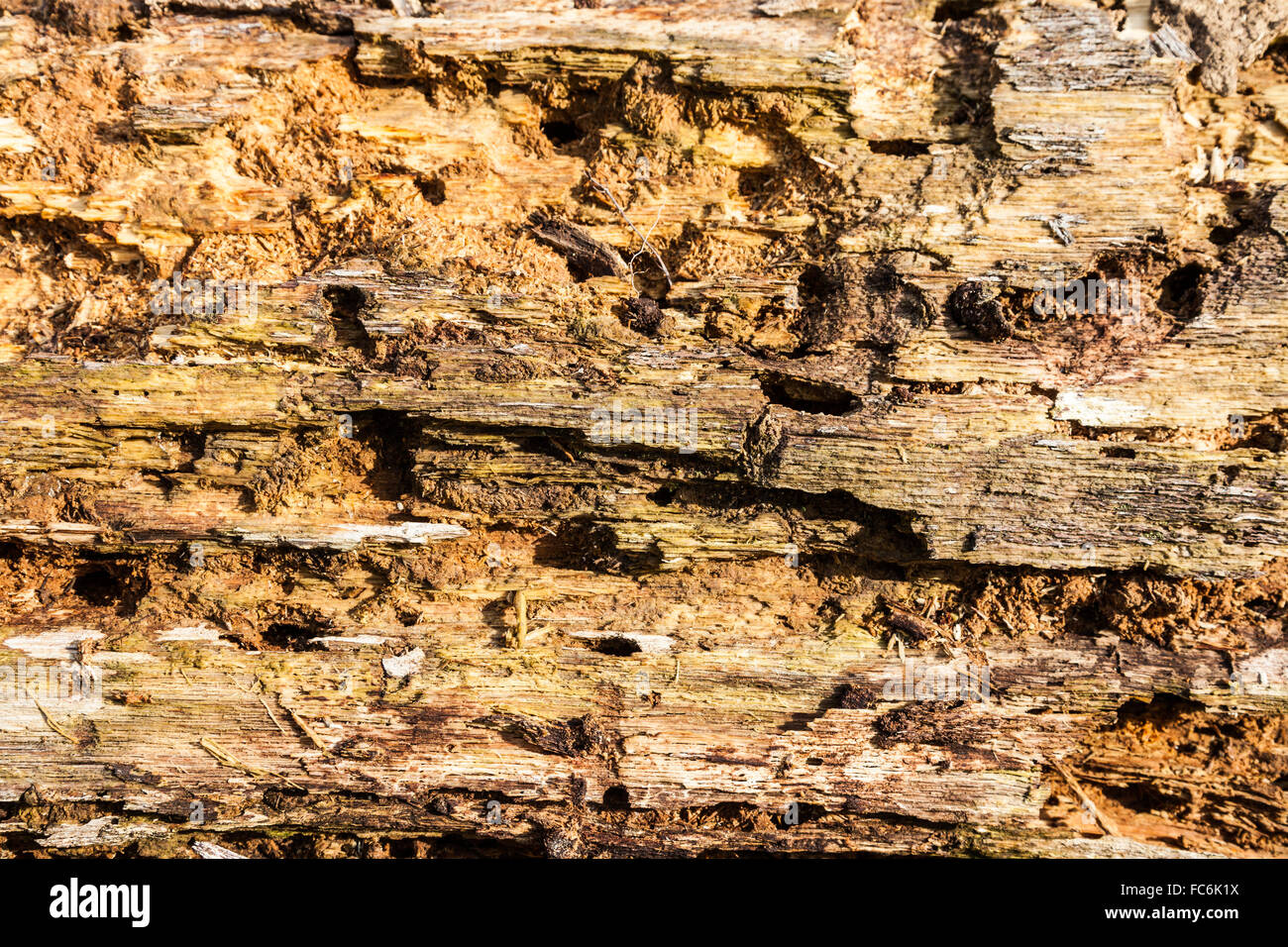 Old bark detail Stock Photo - Alamy