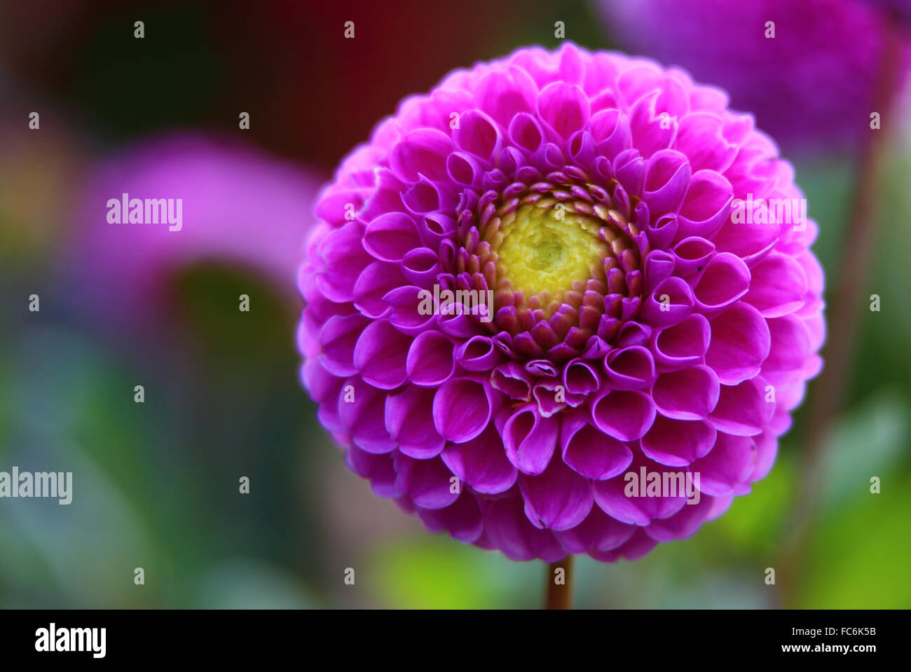 Dahlia purple hi-res stock photography and images - Alamy