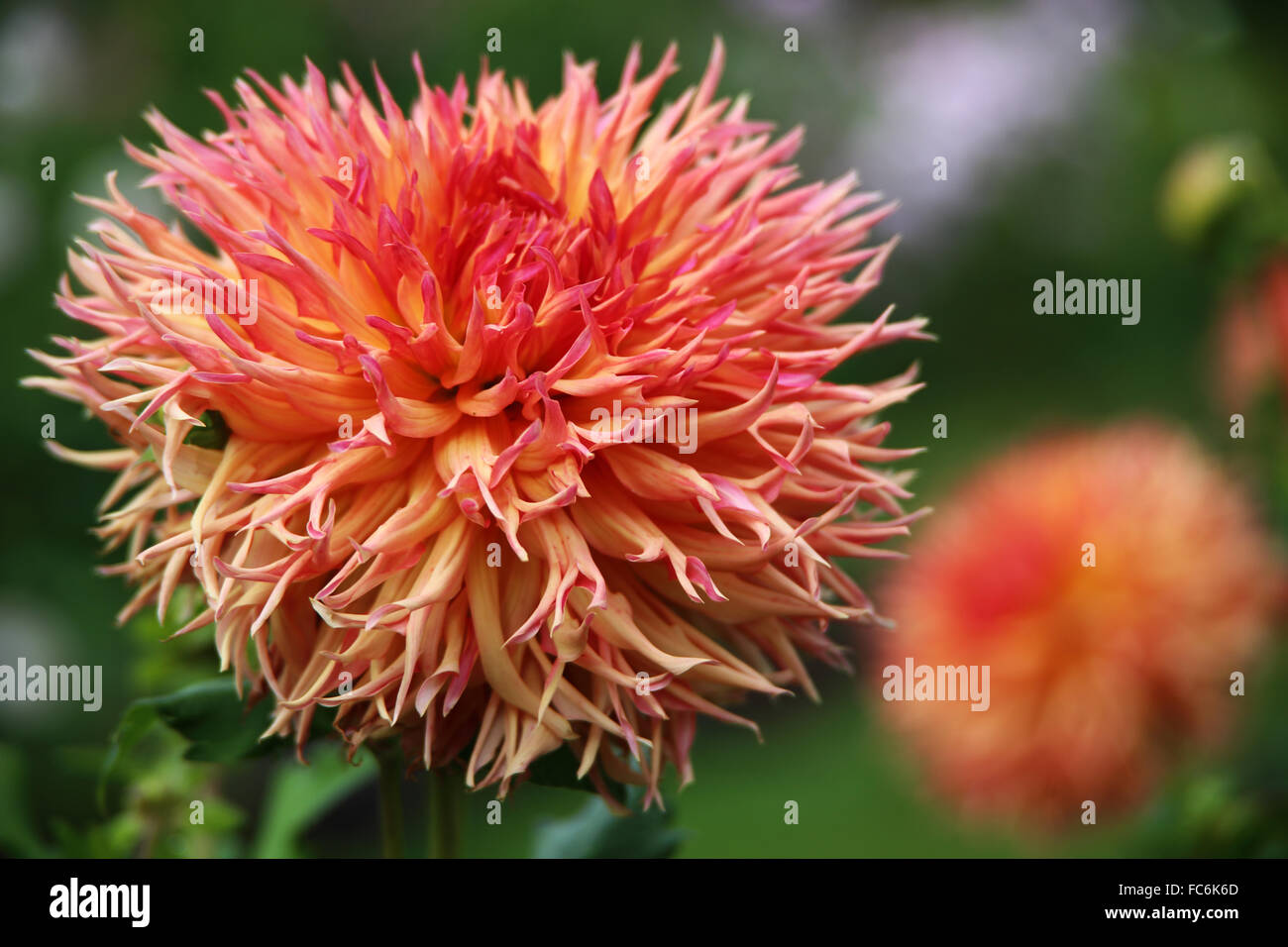 red and orange dahlia Stock Photo - Alamy