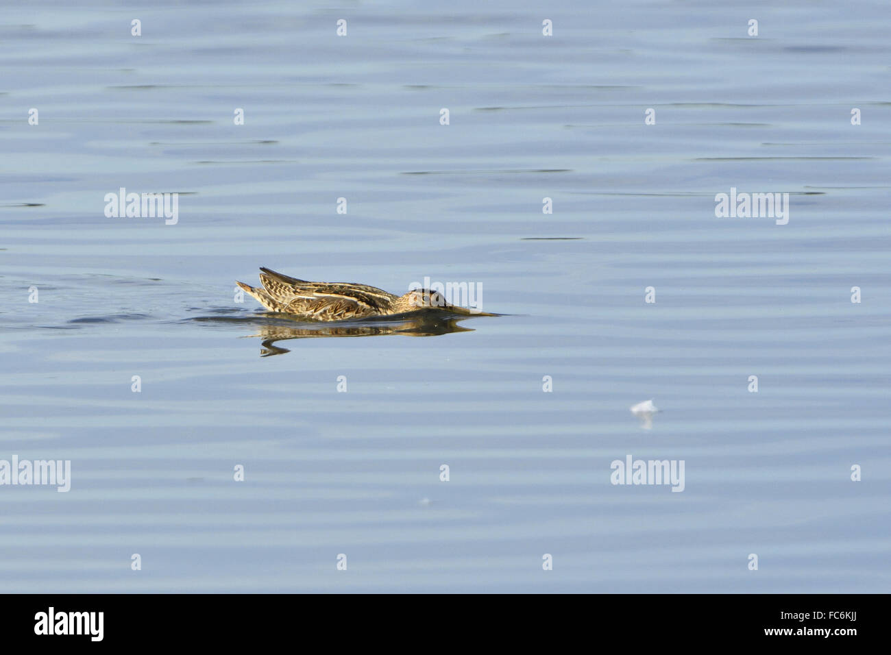 Sumpfschnepfen hi-res stock photography and images - Alamy