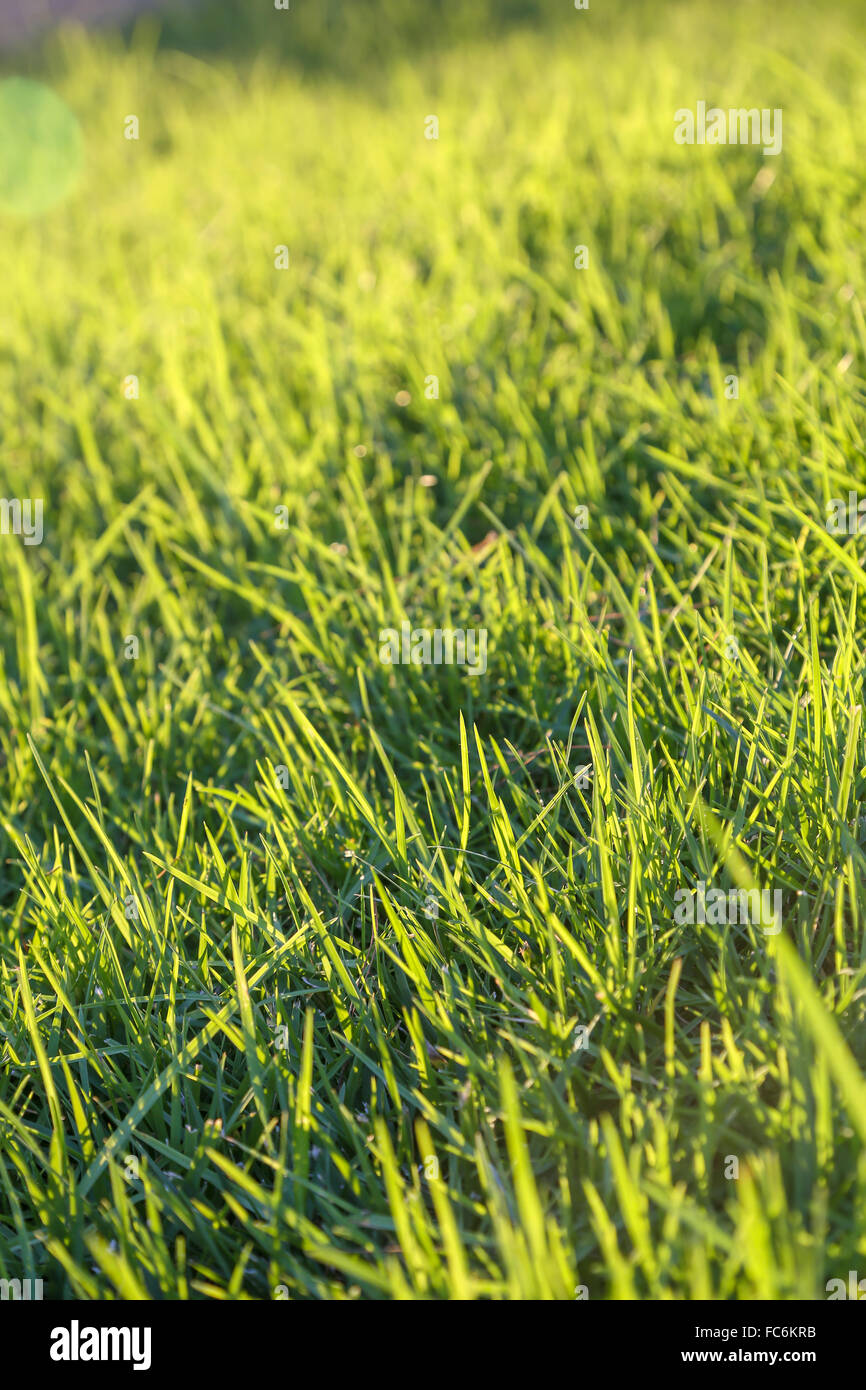 Fresh green grass on a lawn Stock Photo - Alamy