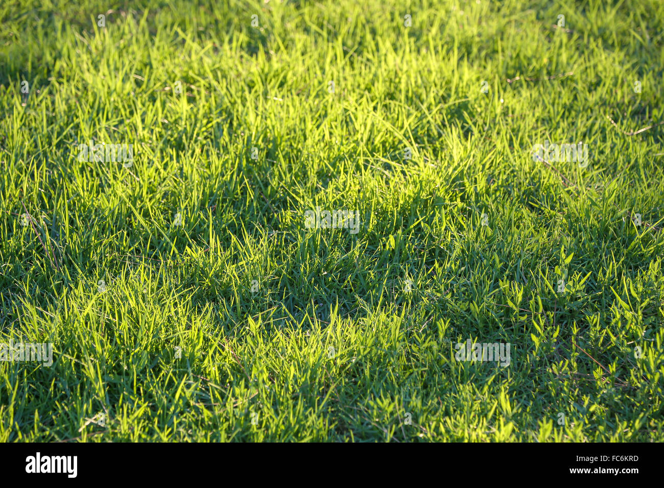 Fresh green grass on a lawn Stock Photo - Alamy