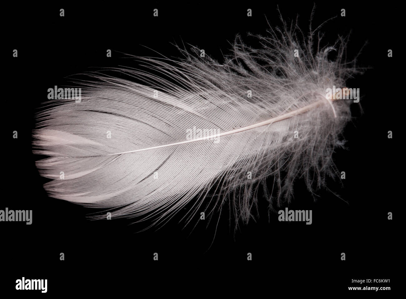 Feather quill pattern hi-res stock photography and images - Alamy