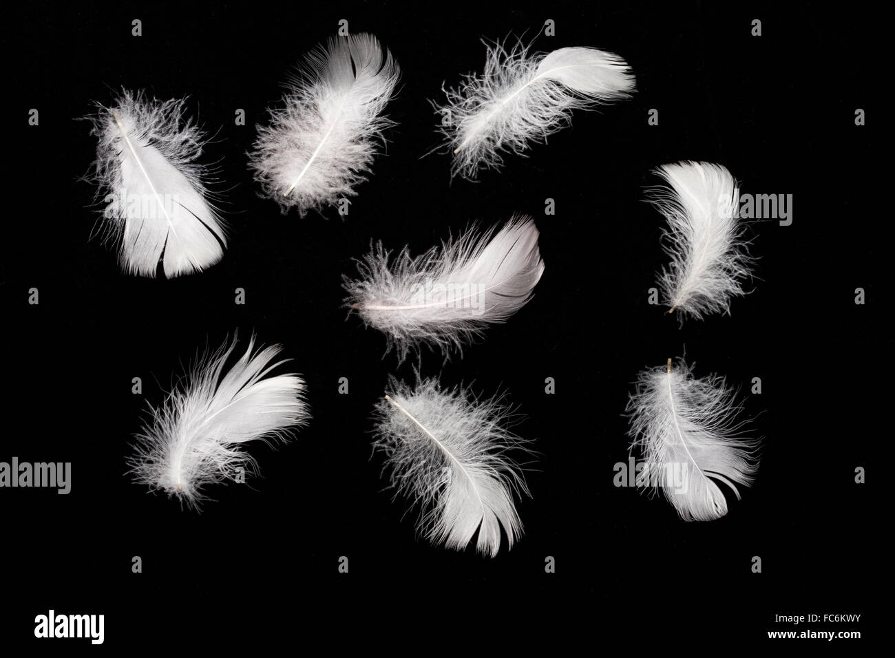 Goose feather hi-res stock photography and images - Alamy