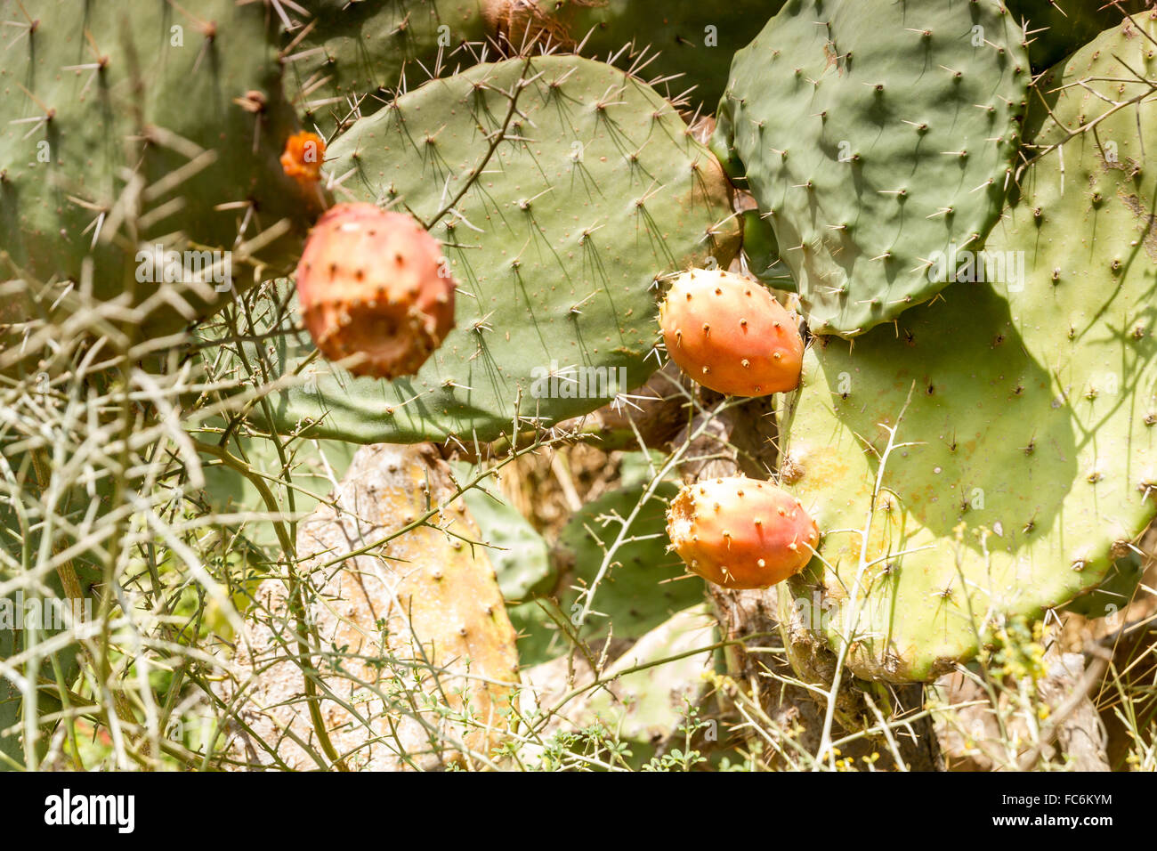 Dicus indica hi-res stock photography and images - Alamy