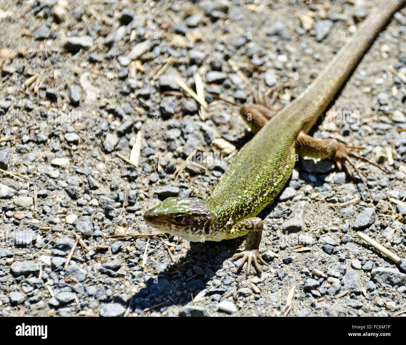 Green lizard hi-res stock photography and images - Alamy