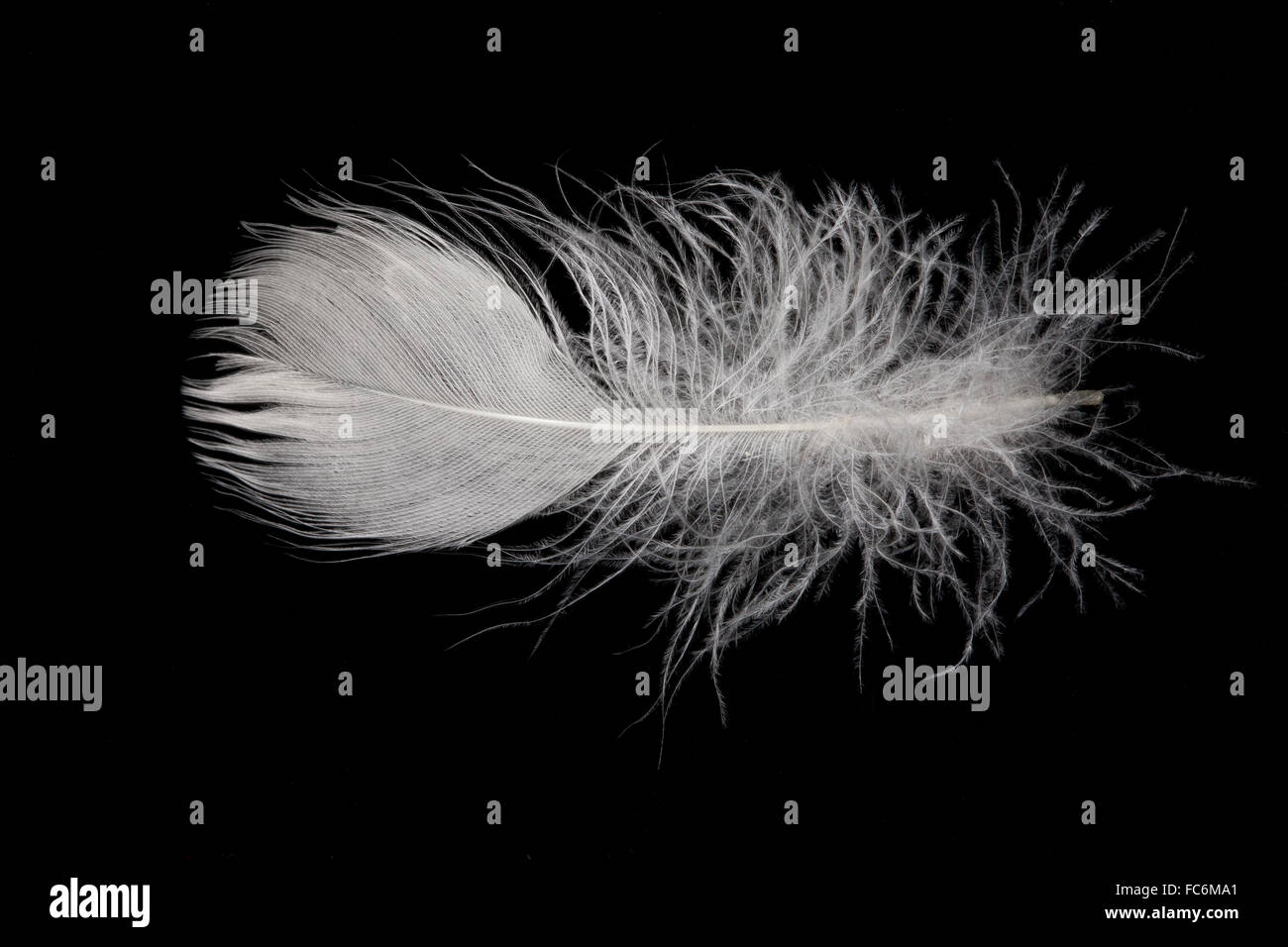 Feather goose hi-res stock photography and images - Alamy