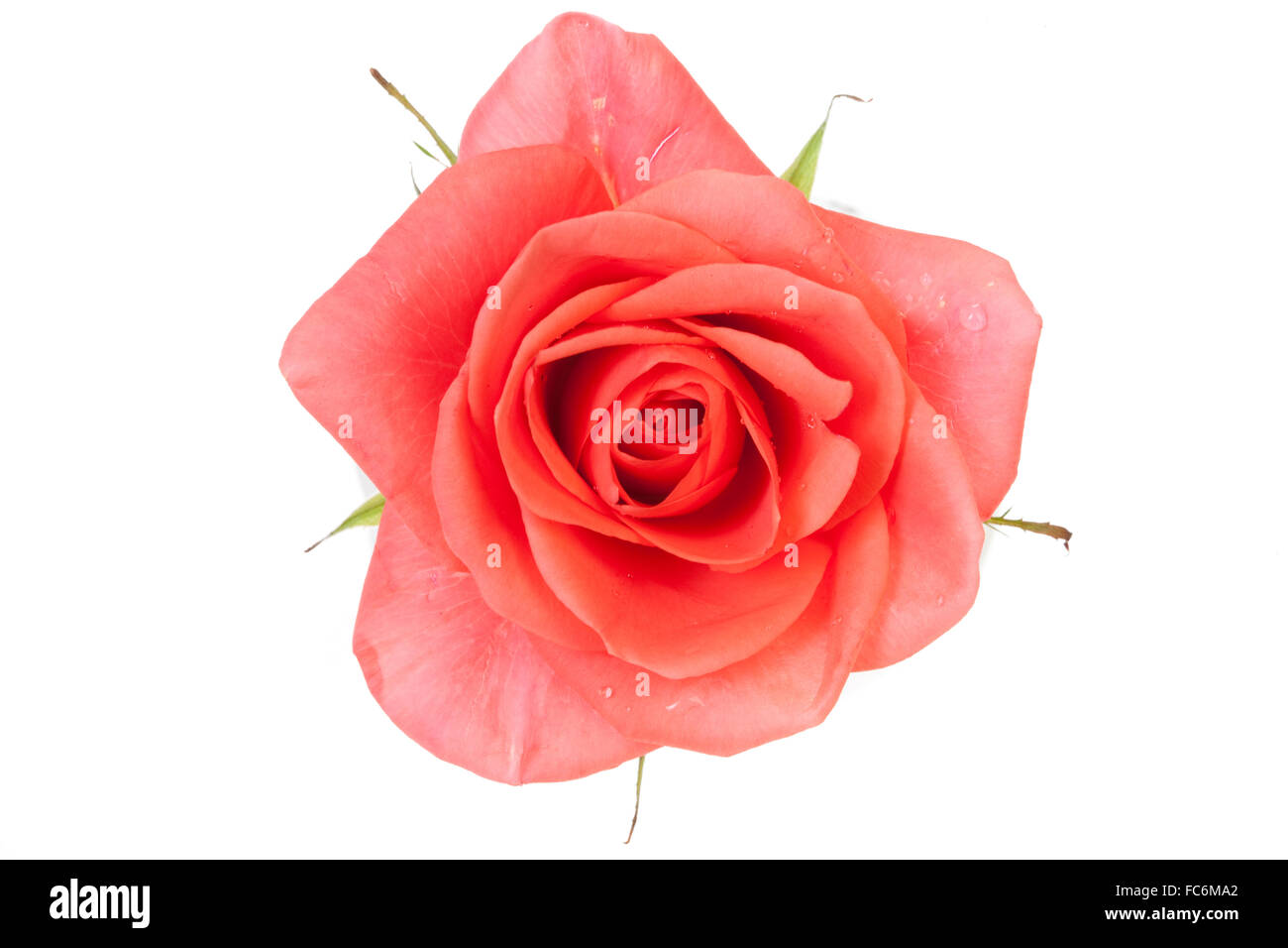 Rose front view Cut Out Stock Images & Pictures - Alamy