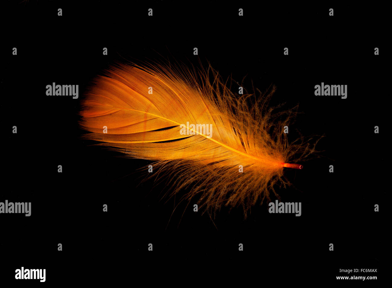 Imagination feather hi-res stock photography and images - Alamy