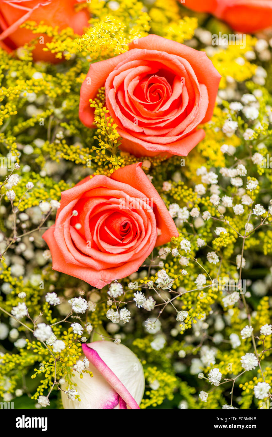 Nice roses in celebration concept Stock Photo - Alamy