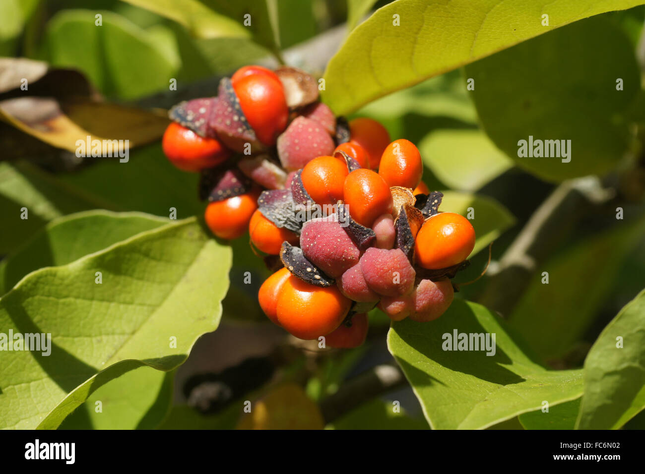 Leaf and fruits magnolia kobus hi-res stock photography and images - Alamy