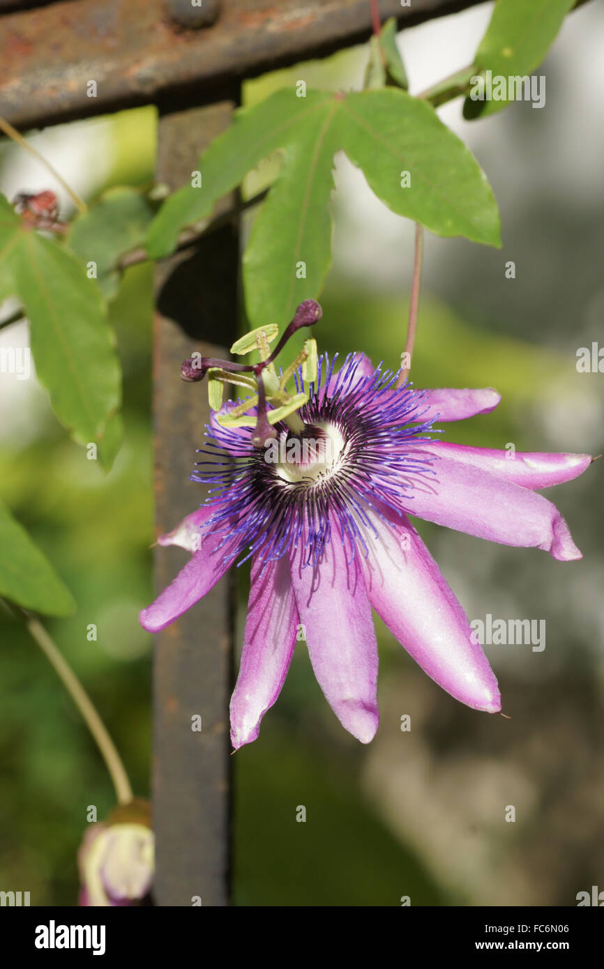 Maracuja flower hi-res stock photography and images - Alamy