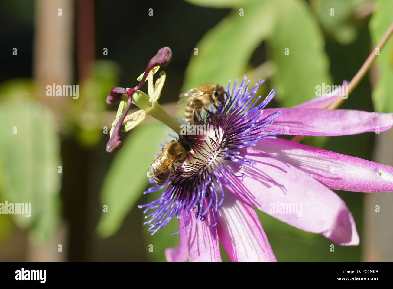 Passiflora caerulea bee passion flower hi-res stock photography and ...