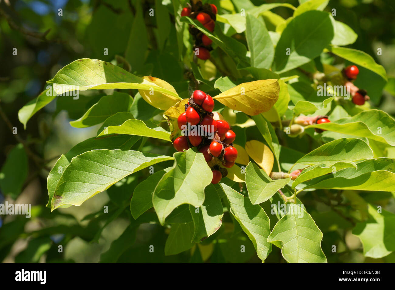 Leaf and fruits magnolia kobus hi-res stock photography and images - Alamy