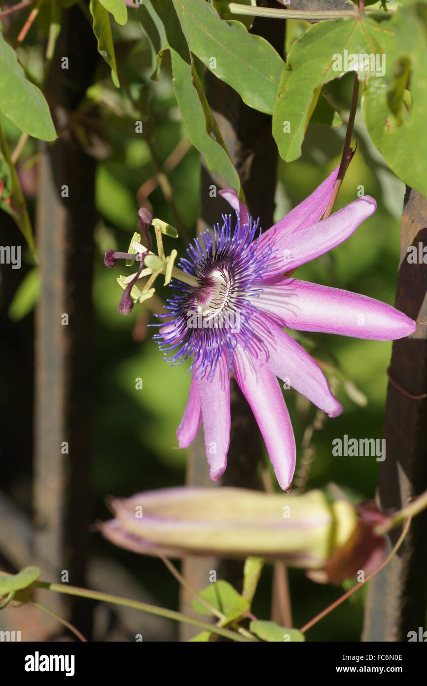 Maracuja flower hi-res stock photography and images - Alamy