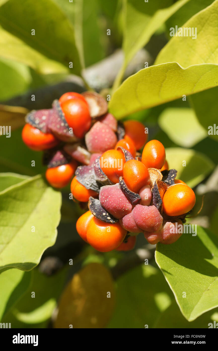 Leaf and fruits magnolia kobus hi-res stock photography and images - Alamy