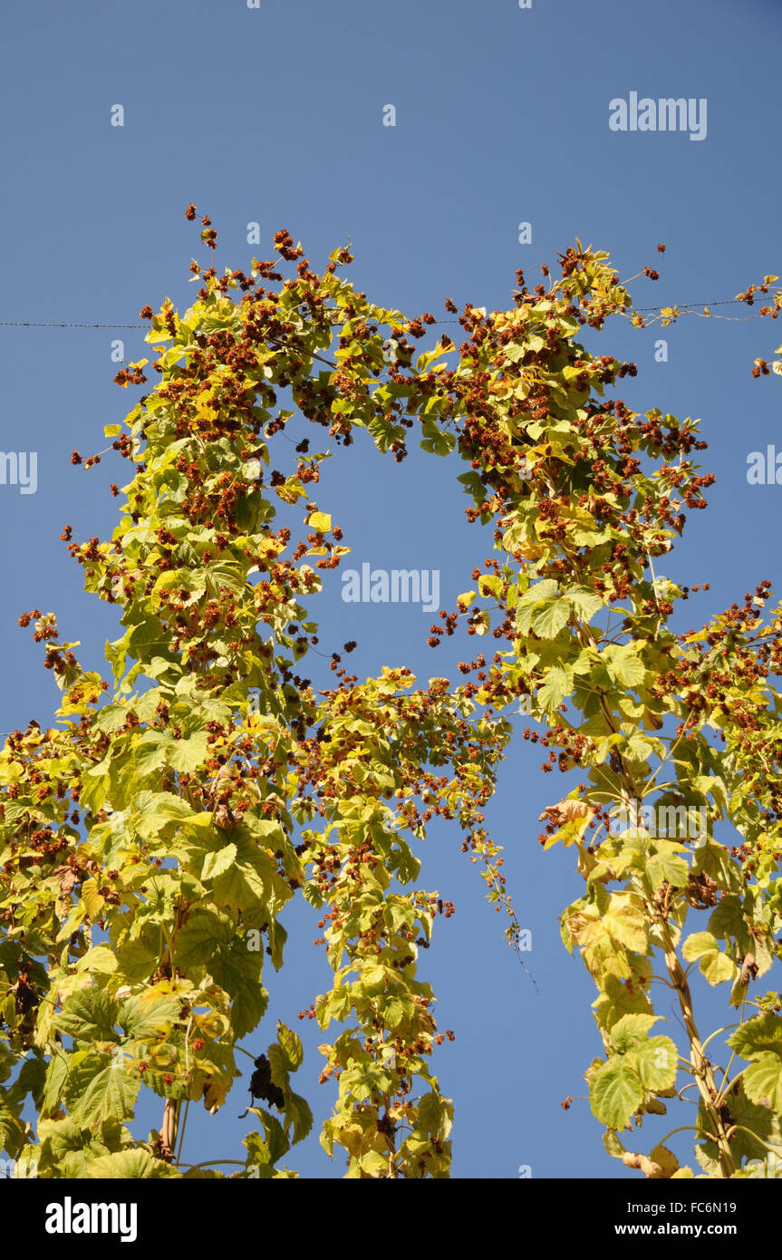 Indian medicin hi-res stock photography and images - Alamy