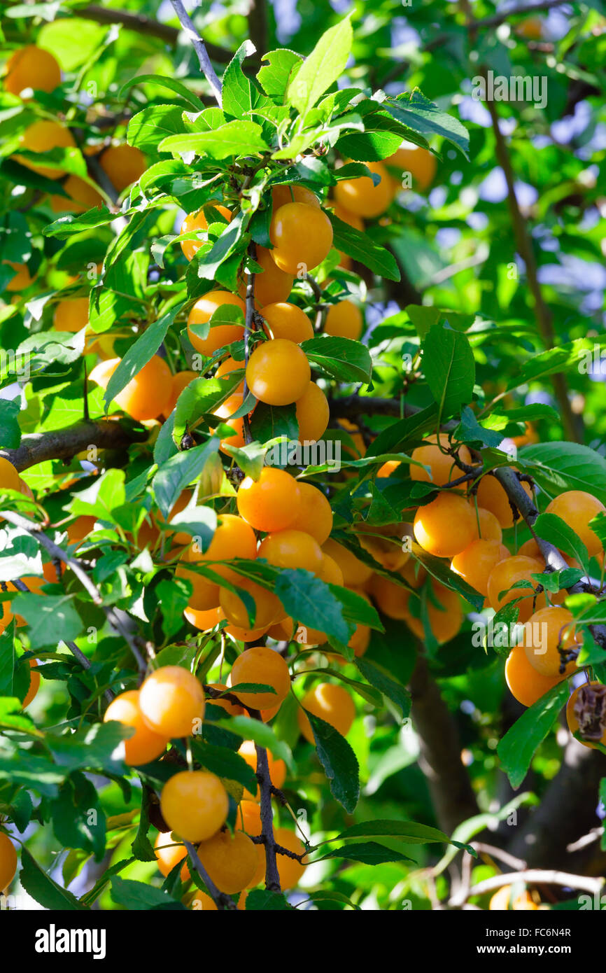 Orange cherry plum tree Stock Photo - Alamy