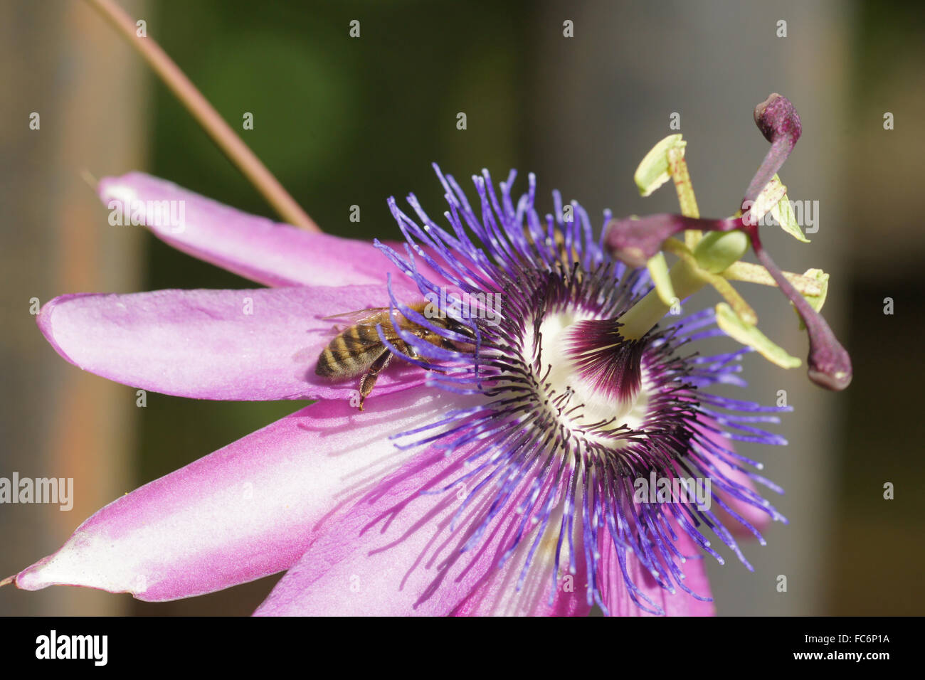 Passiflora caerulea bee passion flower hi-res stock photography and ...