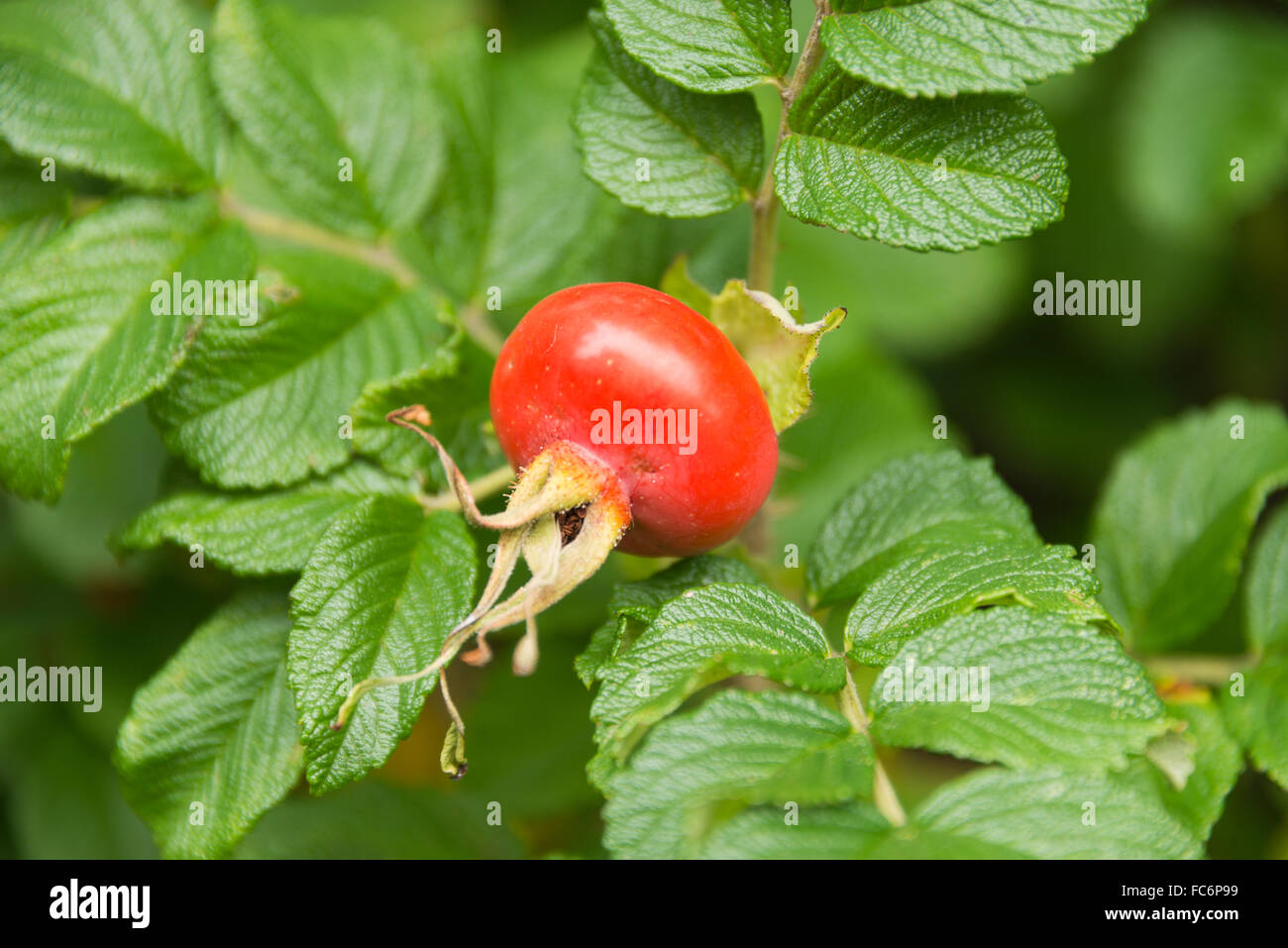 Hip sweet hi-res stock photography and images - Alamy