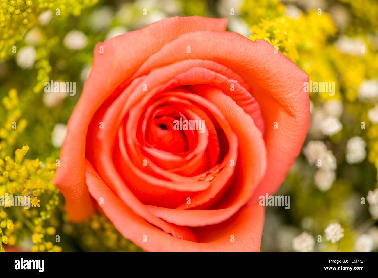 Nice roses in celebration concept Stock Photo - Alamy