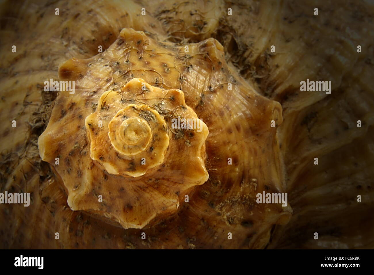 Old seashell hi-res stock photography and images - Alamy