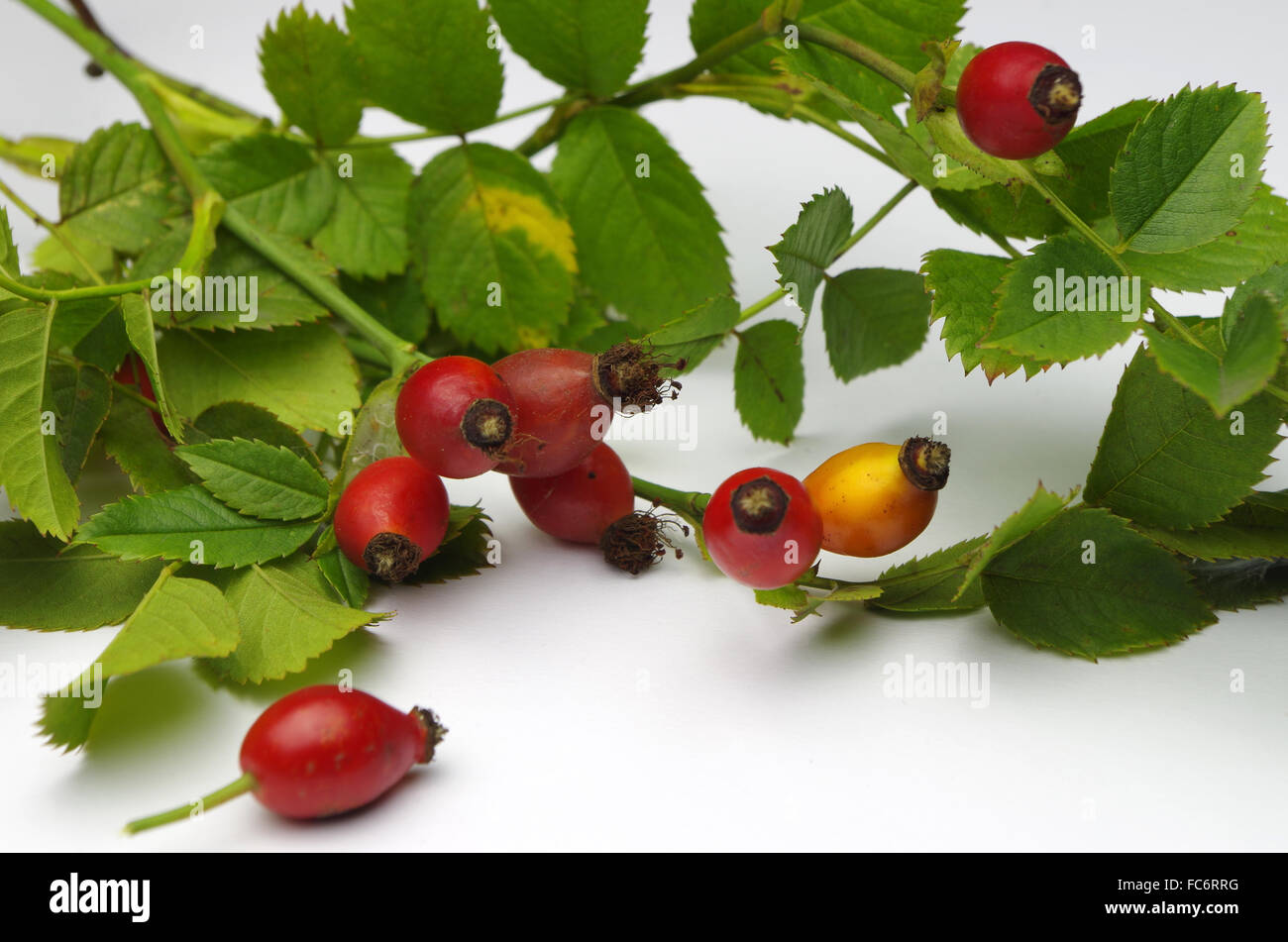 Hips And Haws High Resolution Stock Photography and Images - Alamy