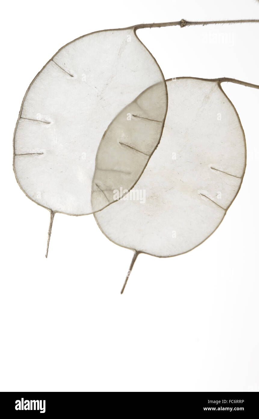 Perennial honesties hi-res stock photography and images - Alamy