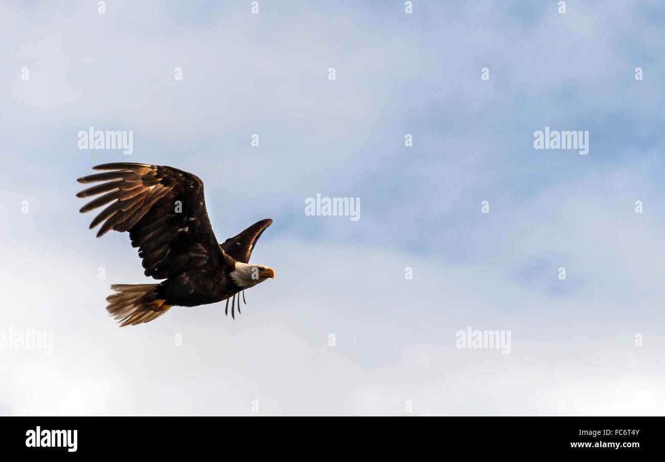 Canada - Bald Eagle in flight Stock Photo - Alamy