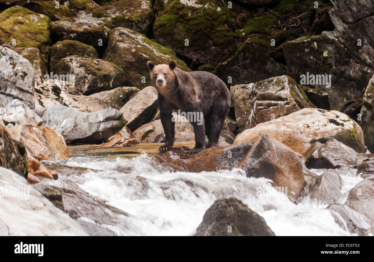 Canada - Grizzly Bear Stock Photo - Alamy