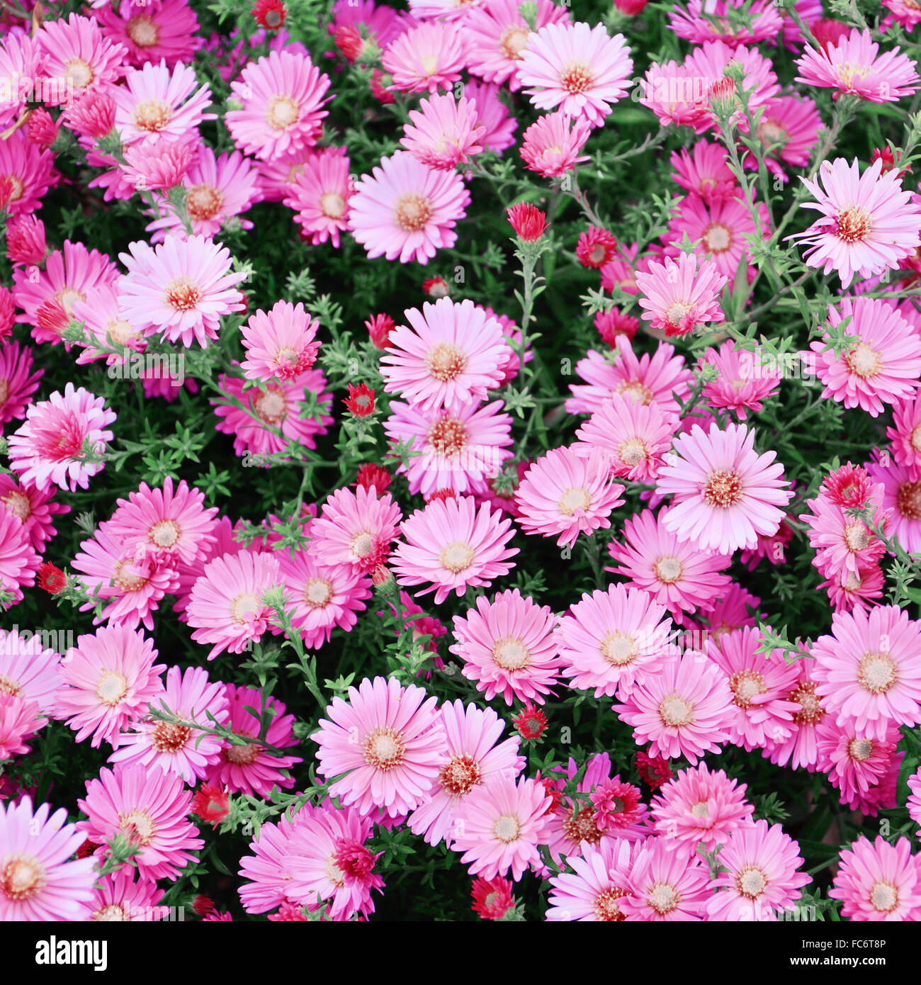 Small garden Astra flowers Stock Photo - Alamy